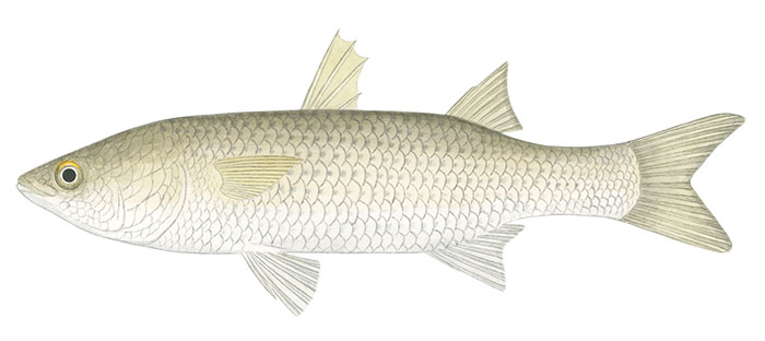 등줄숭어(Keeled mullet). Planiliza carinata