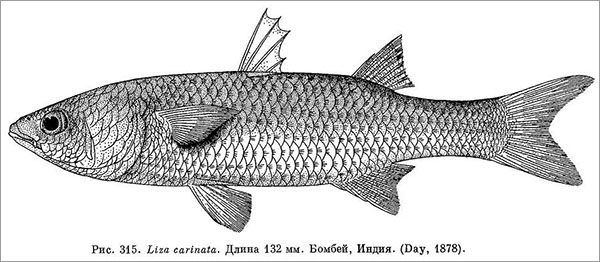 등줄숭어(Keeled mullet). Planiliza carinata