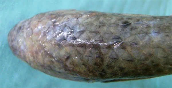 등줄숭어(Keeled mullet). Planiliza carinata