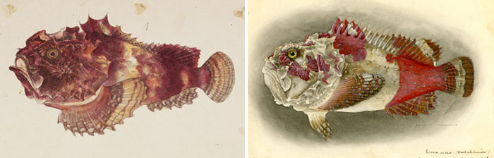 퉁쏠치(Pitted stonefish). Erosa erosa