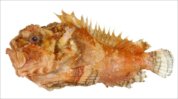 퉁쏠치(Pitted stonefish). Erosa erosa