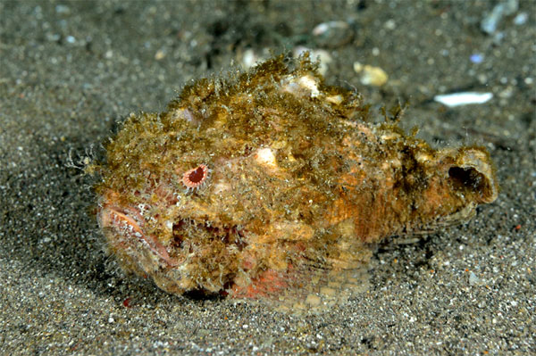 퉁쏠치(Pitted stonefish). Erosa erosa