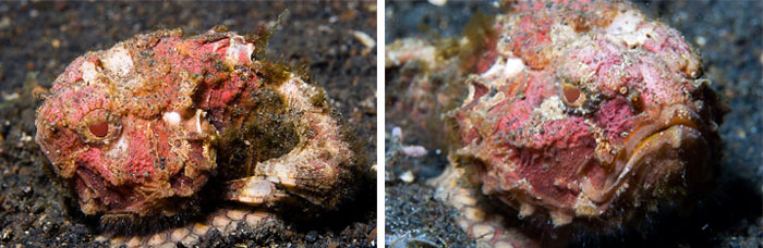 퉁쏠치(Pitted stonefish). Erosa erosa