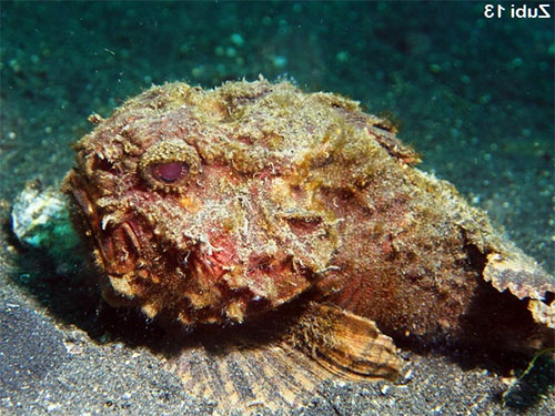 퉁쏠치(Pitted stonefish). Erosa erosa