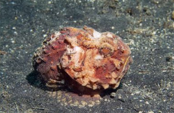 퉁쏠치(Pitted stonefish). Erosa erosa