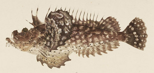 쑤기미(Devil stinger). Inimicus japonicus