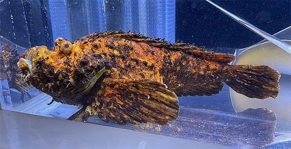 쑤기미(Devil stinger). Inimicus japonicus