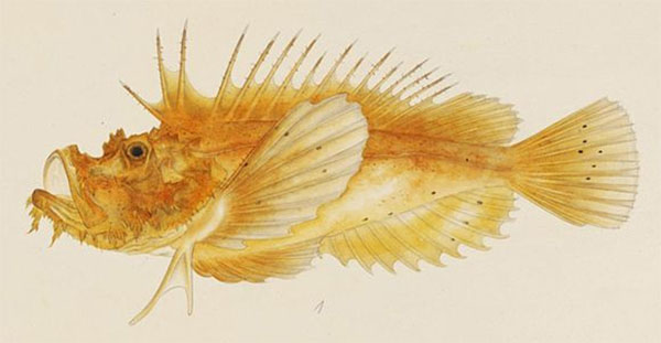 쑤기미(Devil stinger). Inimicus japonicus