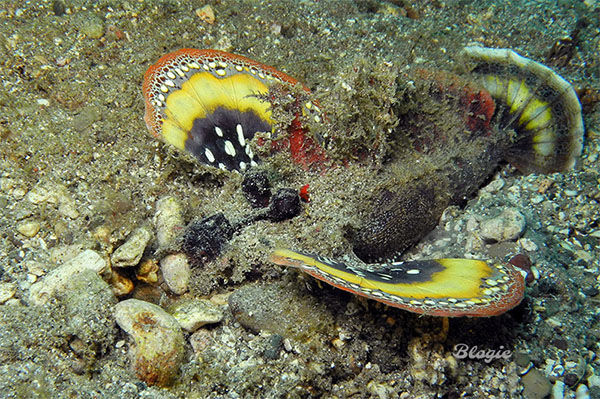 쑤기미(Devil stinger). Inimicus japonicus