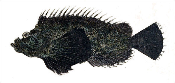 쑤기미(Devil stinger). Inimicus japonicus