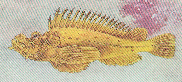 쑤기미(Devil stinger). Inimicus japonicus