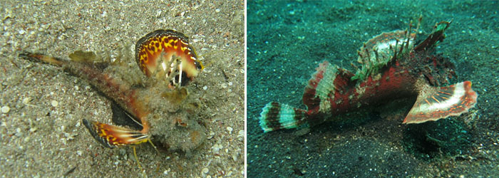 쑤기미(Devil stinger). Inimicus japonicus