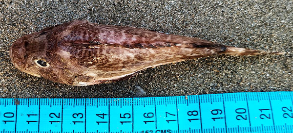 일지말락쏠치(Grey stingfish). Minous monodactylus