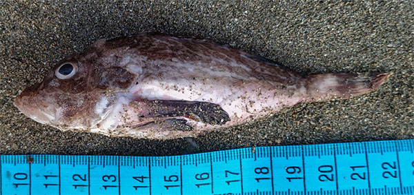 일지말락쏠치(Grey stingfish). Minous monodactylus