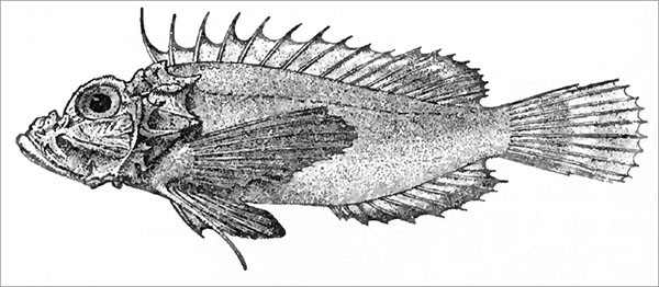 일지말락쏠치(Grey stingfish). Minous monodactylus