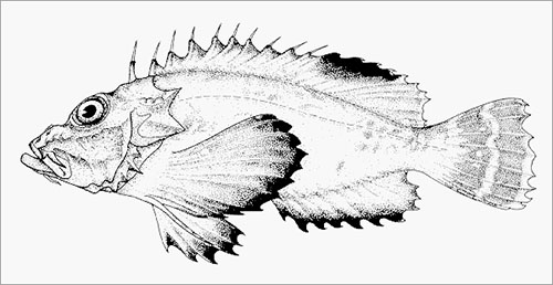 일지말락쏠치(Grey stingfish). Minous monodactylus