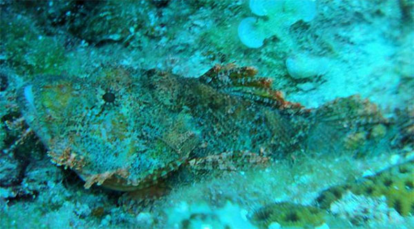말락쏠치(Dwarf stingfish). Minous pusillus