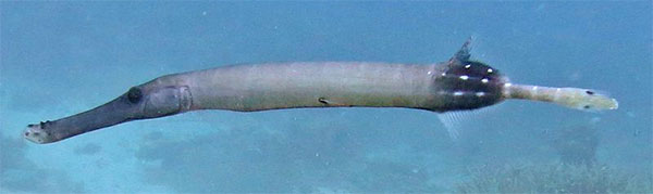태평양트럼펫피시(Pacific trumpetfish). Aulostomus chinensis