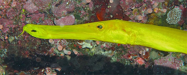 태평양트럼펫피시(Pacific trumpetfish). Aulostomus chinensis