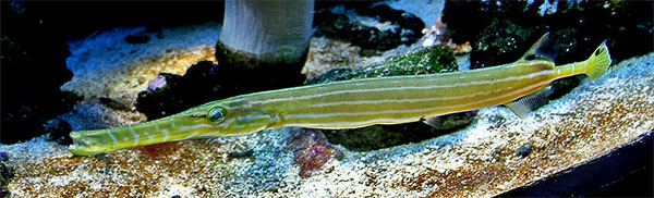태평양트럼펫피시(Pacific trumpetfish). Aulostomus chinensis