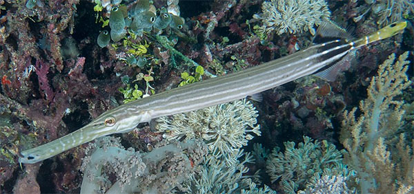태평양트럼펫피시(Pacific trumpetfish). Aulostomus chinensis