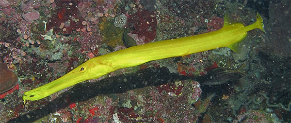태평양트럼펫피시(Pacific trumpetfish). Aulostomus chinensis