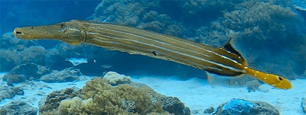 태평양트럼펫피시(Pacific trumpetfish). Aulostomus chinensis