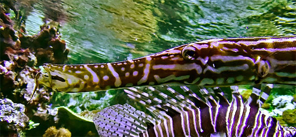 태평양트럼펫피시(Pacific trumpetfish). Aulostomus chinensis