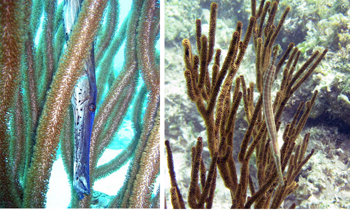 태평양트럼펫피시(Pacific trumpetfish). Aulostomus chinensis