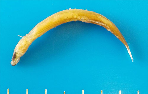 슬렌더 아르젠틴(Slender argentine). Microstoma microstoma