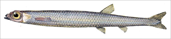 슬렌더 아르젠틴(Slender argentine). Microstoma microstoma