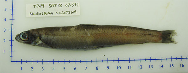 슬렌더 아르젠틴(Slender argentine). Microstoma microstoma