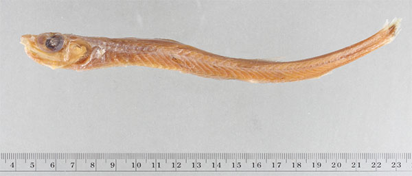 슬렌더 아르젠틴(Slender argentine). Microstoma microstoma