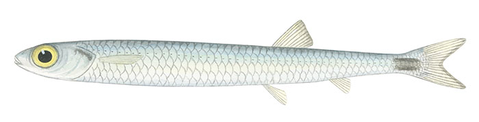 슬렌더 아르젠틴(Slender argentine). Microstoma microstoma