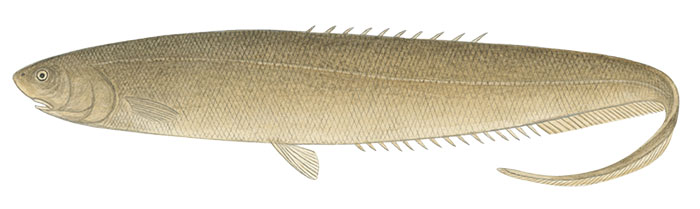 들창코 가시장어(Snubnosed spiny eel) Notacanthus chemnitzii