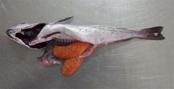 남태평양 민대구/South Pacific hake), Merluccius gayi gayi