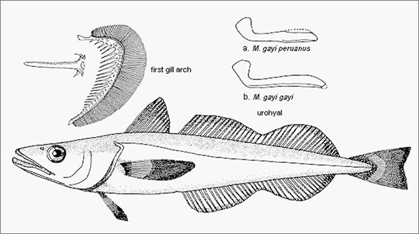남태평양 민대구/South Pacific hake), Merluccius gayi gayi