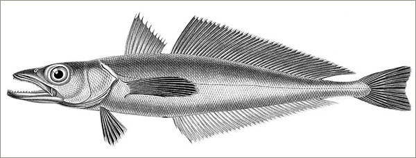남태평양 민대구/South Pacific hake), Merluccius gayi gayi
