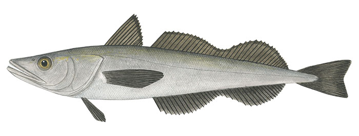 남태평양 민대구/South Pacific hake), Merluccius gayi gayi