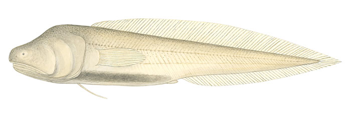 젤라틴 장님고기(Gelatinous blindfish). Aphyonus gelatinosus