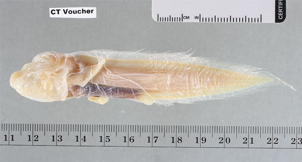 젤라틴 장님고기(Gelatinous blindfish). Aphyonus gelatinosus