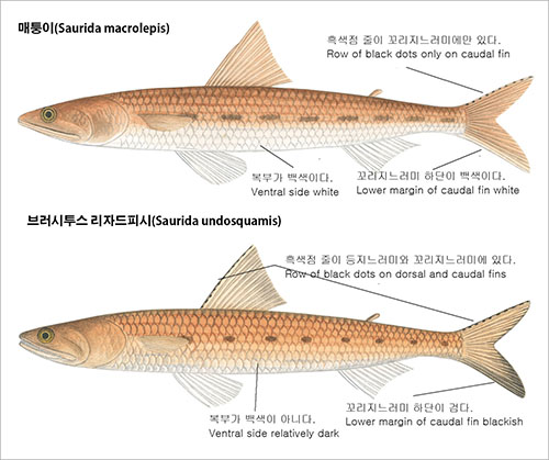 브러시투스 리자드피시(Brushtooth lizardfish). Saurida undosquamis