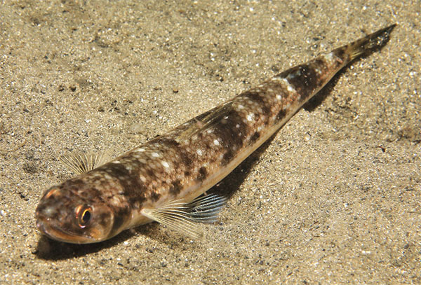 브러시투스 리자드피시(Brushtooth lizardfish). Saurida undosquamis