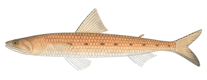 브러시투스 리자드피시(Brushtooth lizardfish). Saurida undosquamis