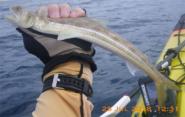 브러시투스 리자드피시(Brushtooth lizardfish). Saurida undosquamis