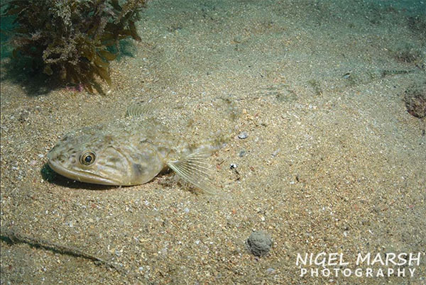 브러시투스 리자드피시(Brushtooth lizardfish). Saurida undosquamis