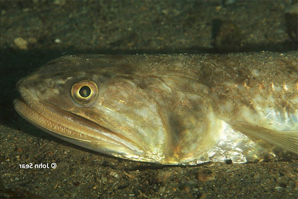 브러시투스 리자드피시(Brushtooth lizardfish). Saurida undosquamis