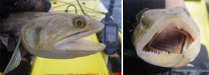 브러시투스 리자드피시(Brushtooth lizardfish). Saurida undosquamis
