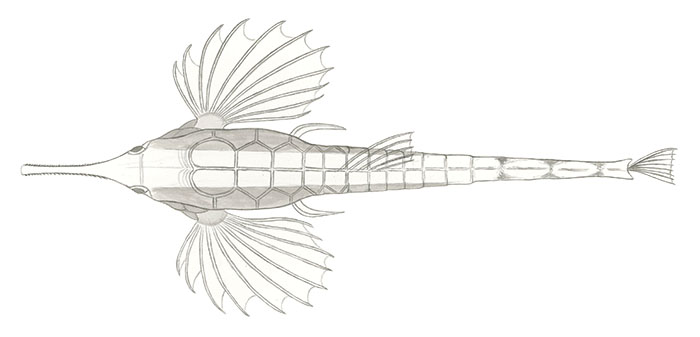 긴꼬리바다나방(Longtail Seamoth). Pegasus volitans