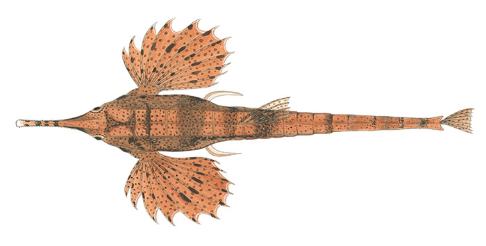 긴꼬리바다나방(Longtail Seamoth). Pegasus volitans